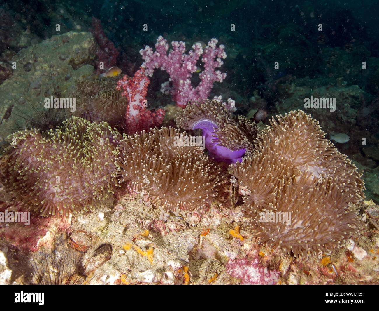 Heteractis hi-res stock photography and images - Alamy