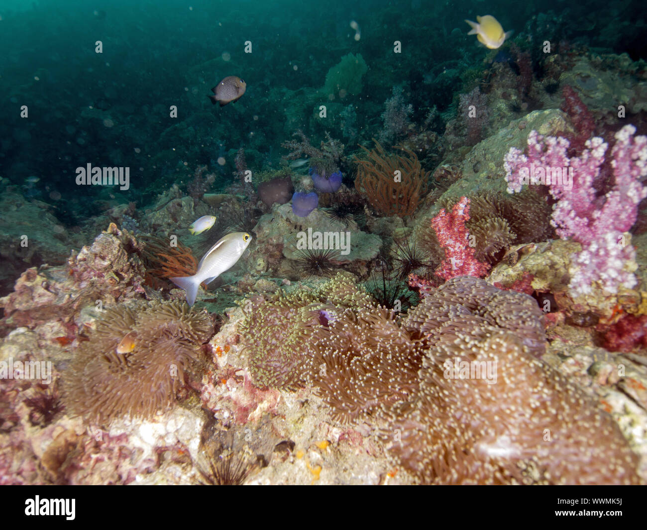 Heteractis hi-res stock photography and images - Alamy