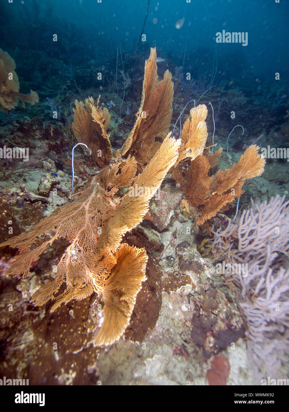 Giant gorgonian sea fan hi-res stock photography and images - Alamy