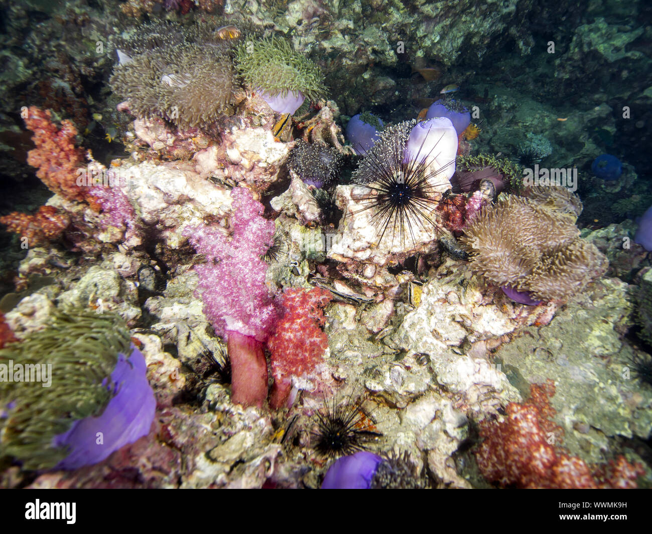 Heteractis magnifica magnificent sea anemone hi-res stock photography ...