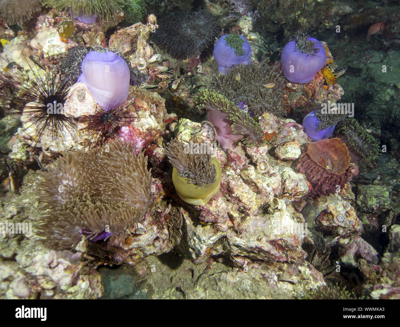 Heteractis magnifica magnificent sea anemone hi-res stock photography ...