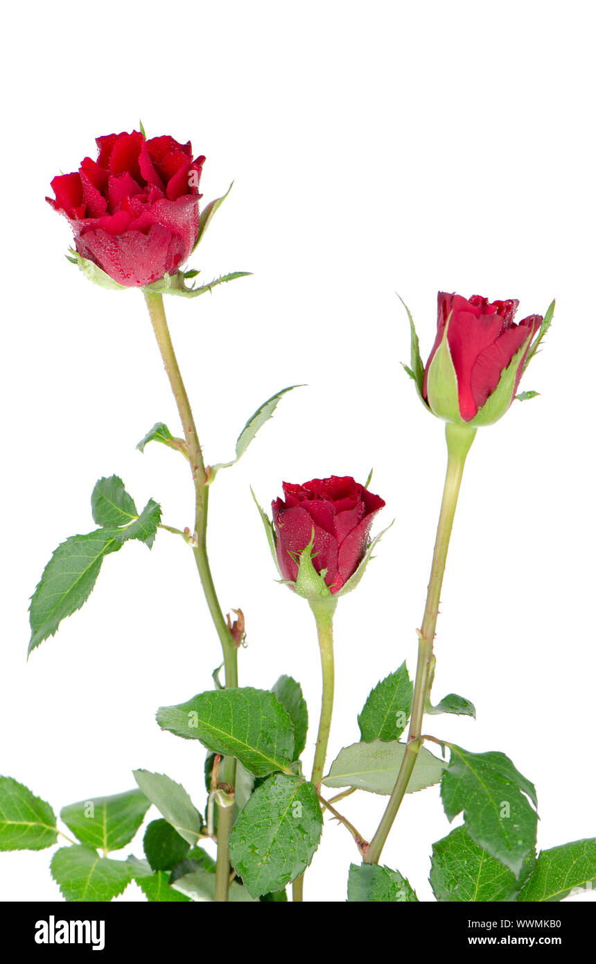 Bunch of velvet red roses isolated on white background Stock Photo - Alamy