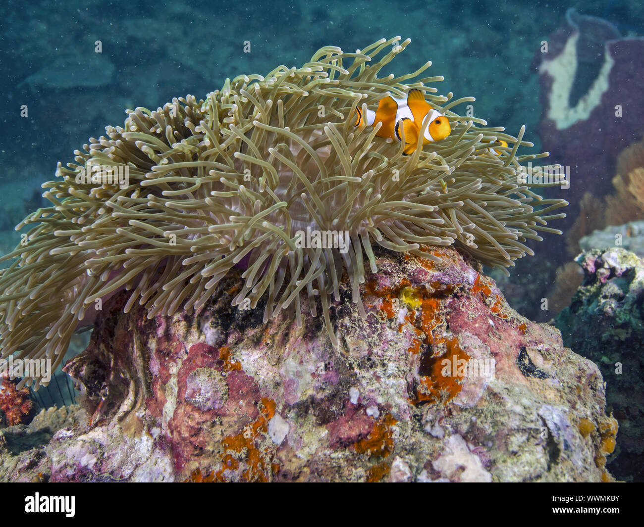 Amphiprion ocellaris anemone reef fish hi-res stock photography and ...