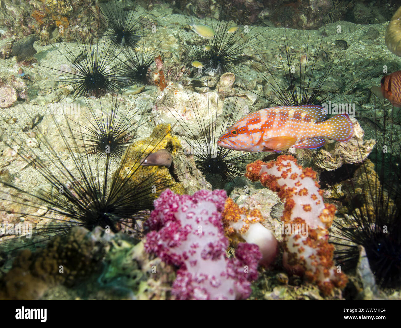 Hind fish hi-res stock photography and images - Alamy