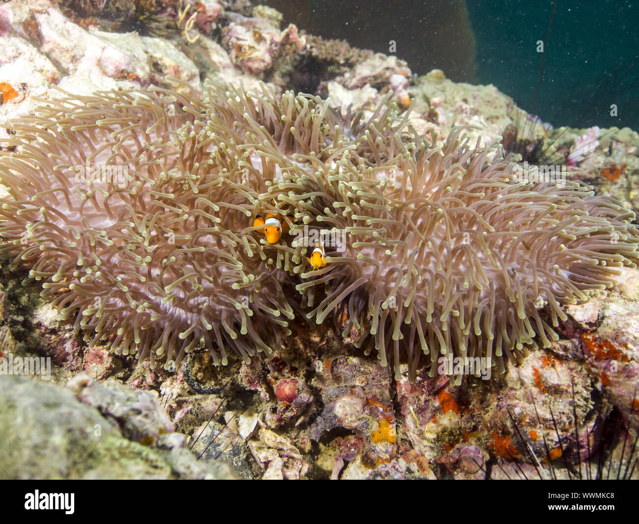 Radianthus ritteri marine animals hi-res stock photography and images ...