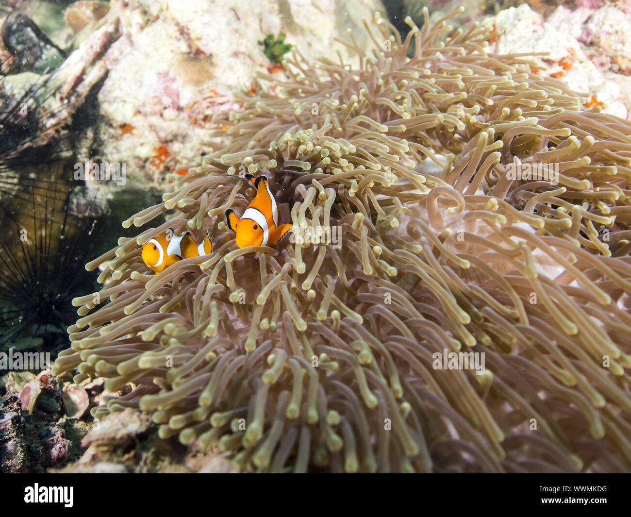 Radianthus ritteri marine animals hi-res stock photography and images ...
