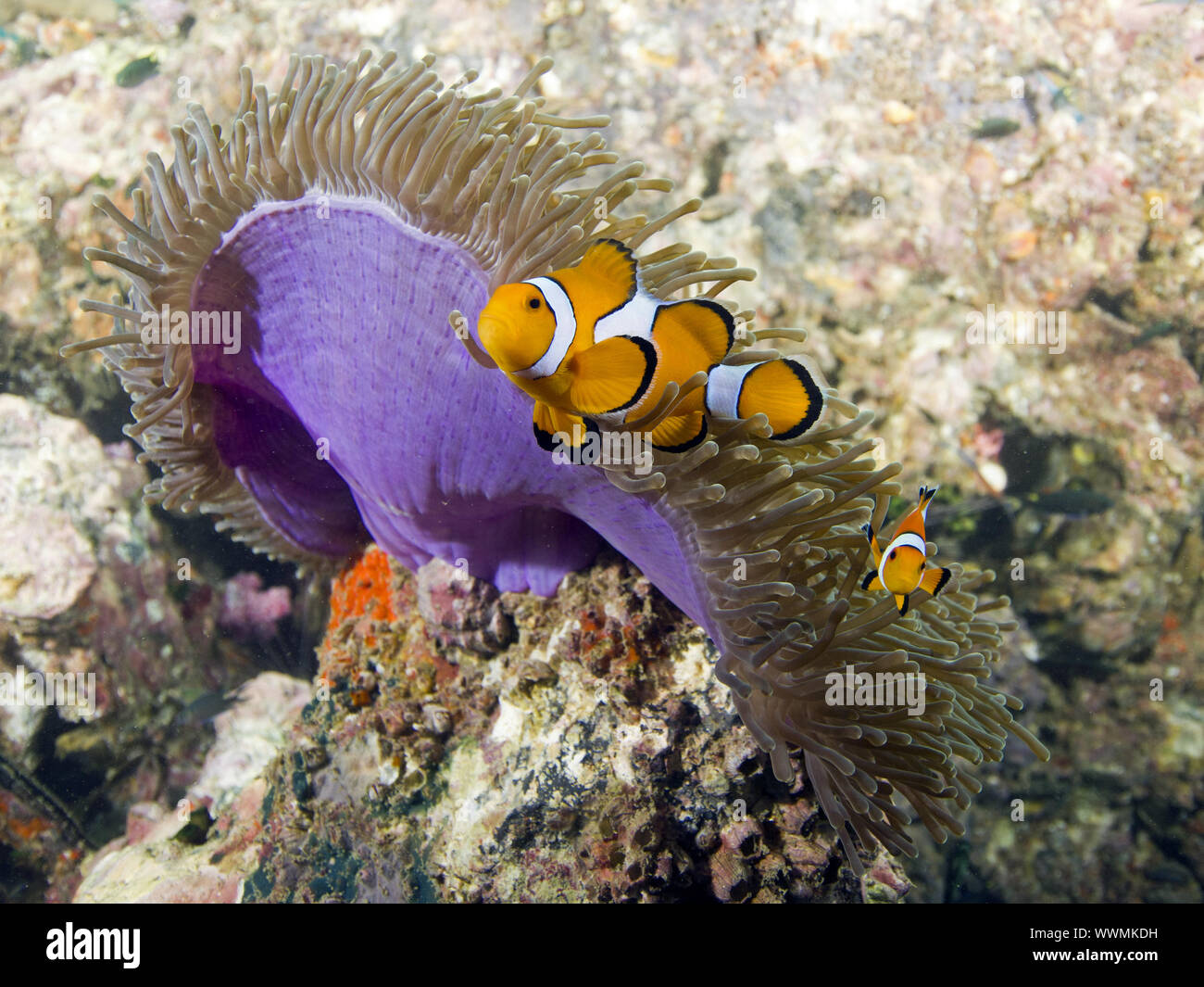 Radianthus ritteri marine animals hi-res stock photography and images ...