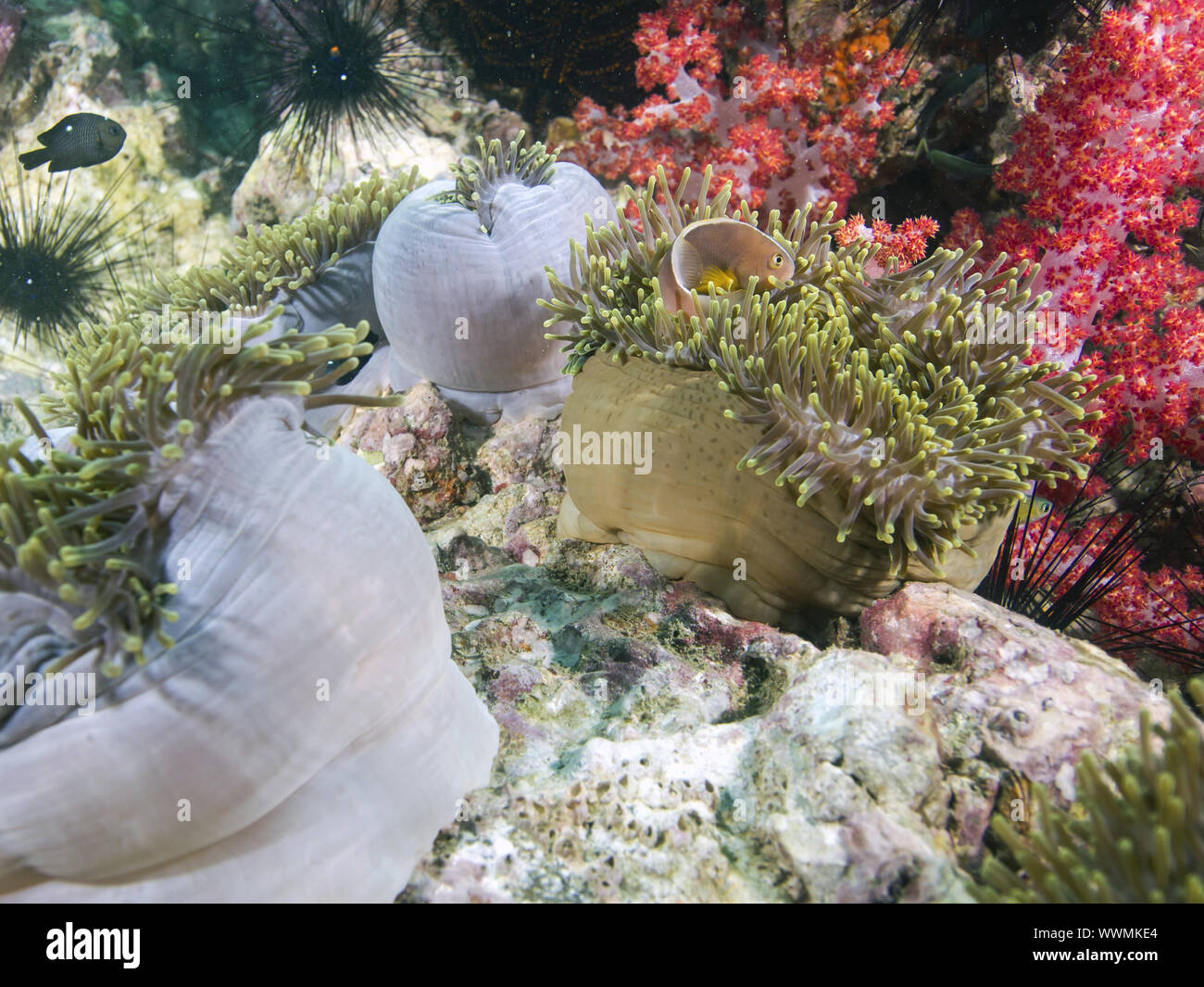 Magnificent sea anemone hi-res stock photography and images - Alamy