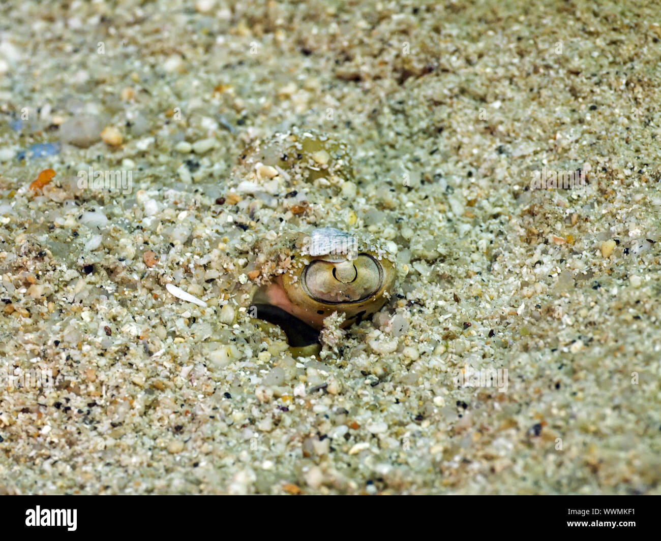 Stingray neotrygon kuhlii hi-res stock photography and images - Alamy