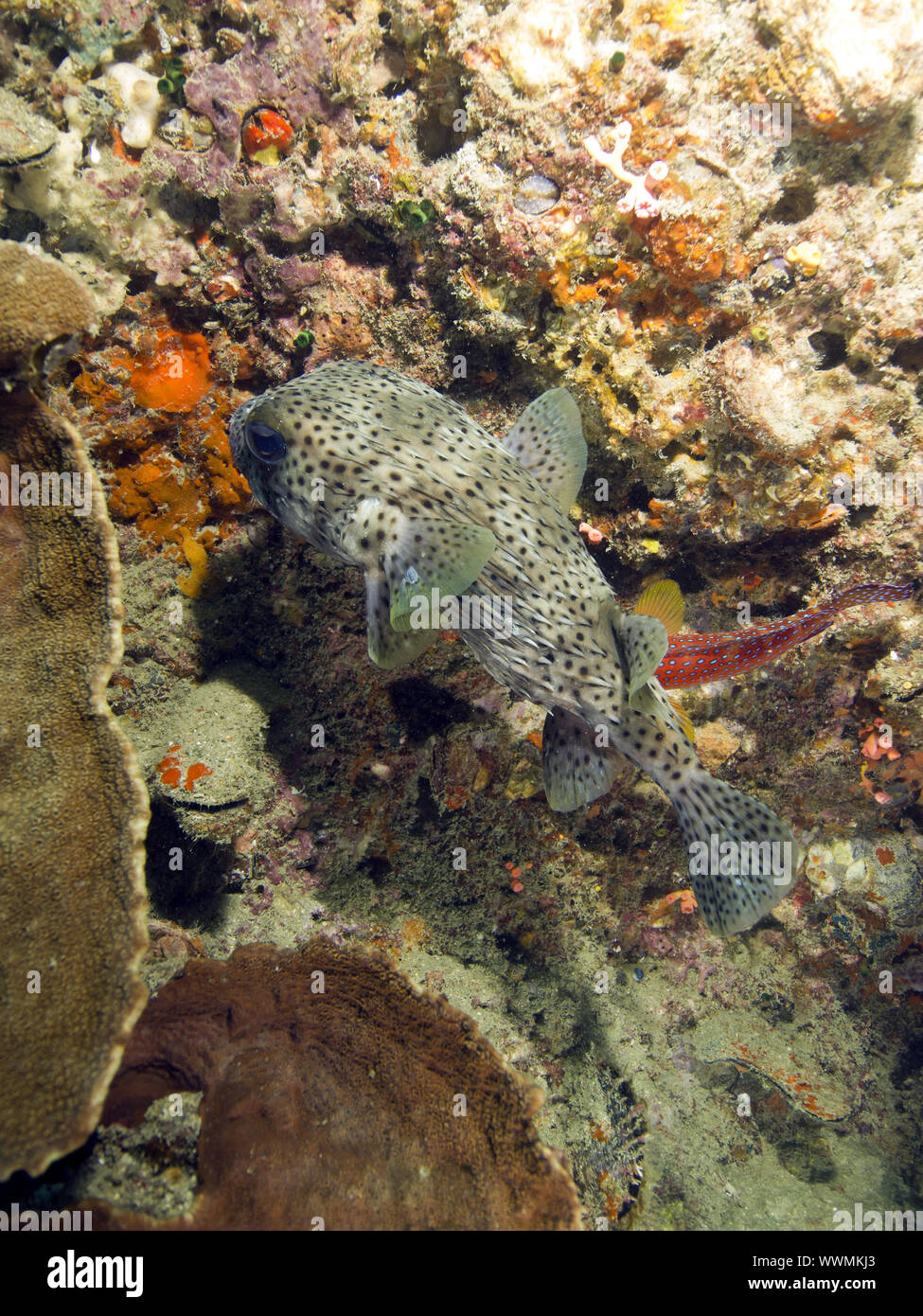 Spot fin porcupinefish hi-res stock photography and images - Alamy