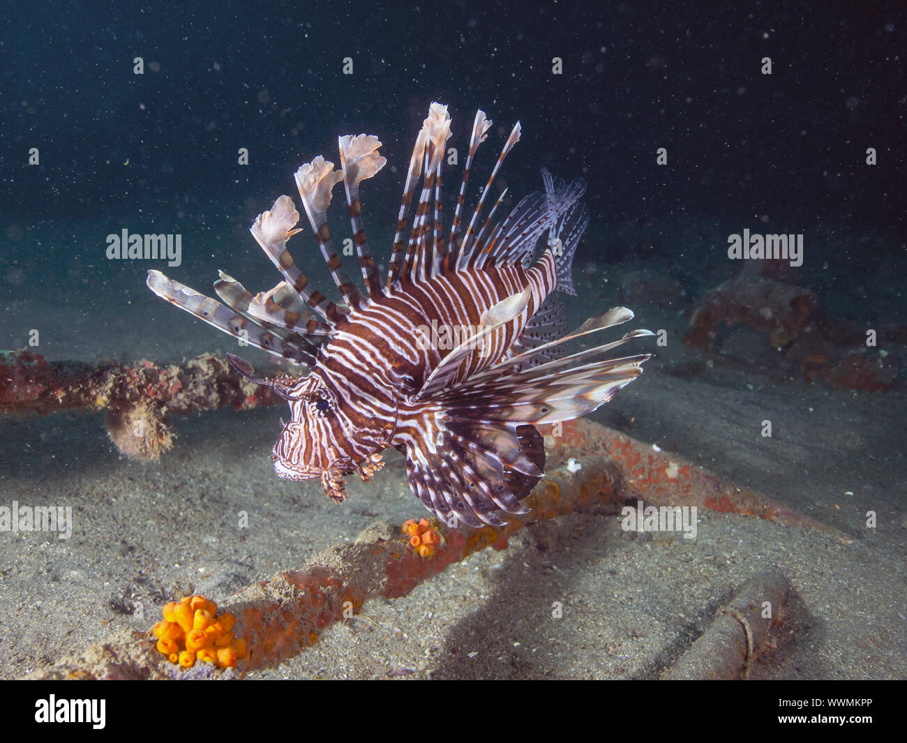 Shipwreck animals hi-res stock photography and images - Alamy