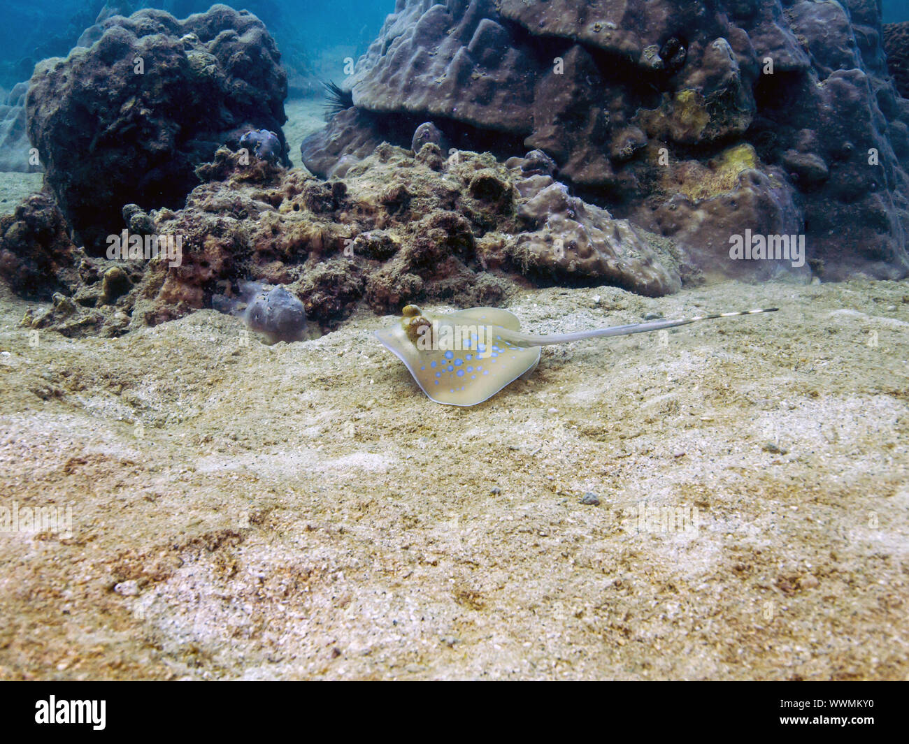 Stingray neotrygon kuhlii hi-res stock photography and images - Alamy