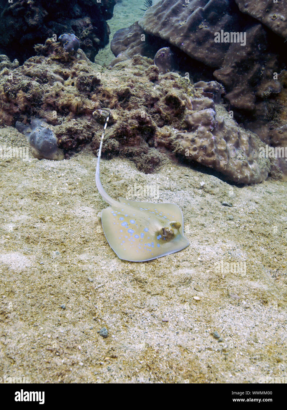 Stingray neotrygon kuhlii hi-res stock photography and images - Alamy