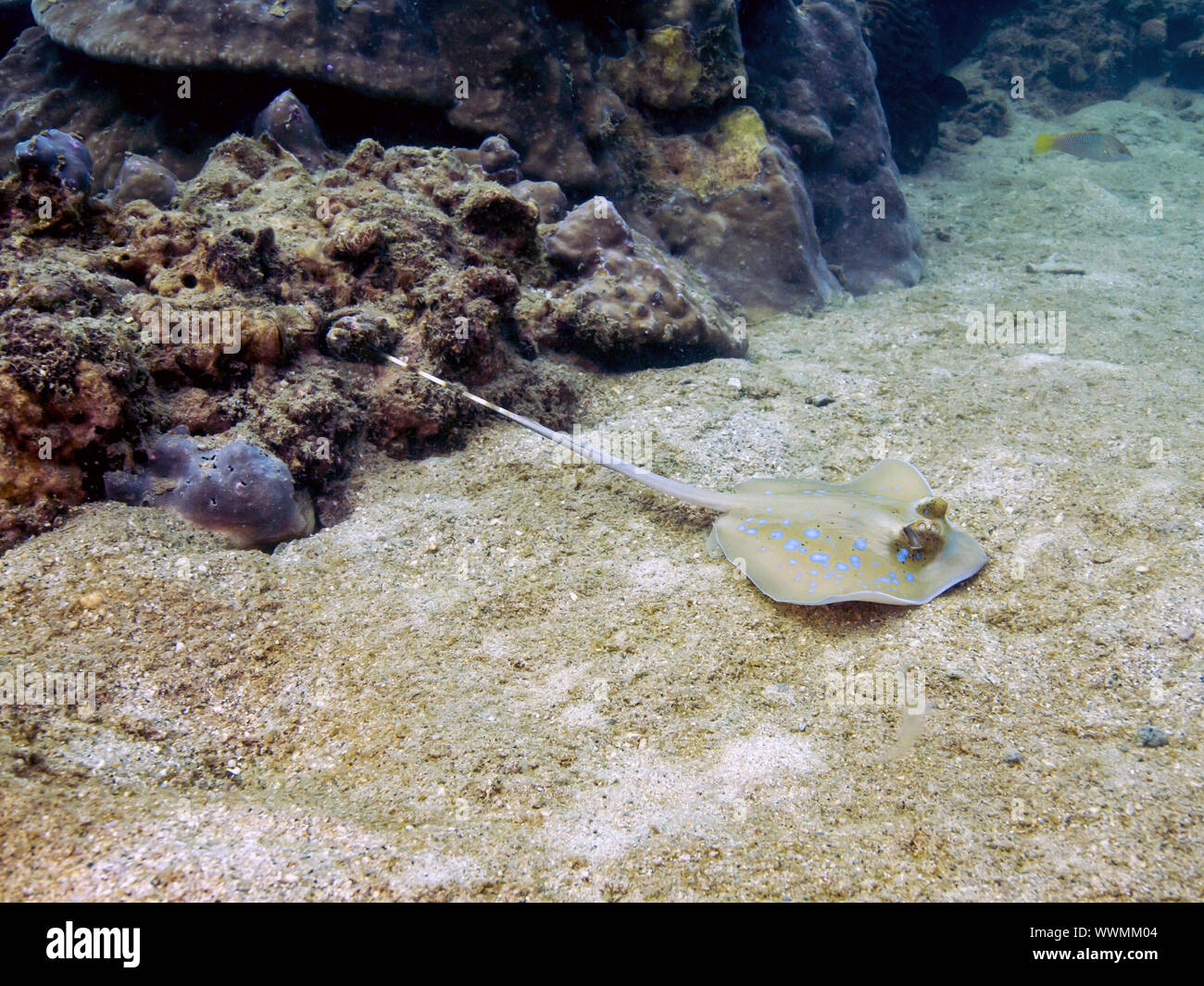 Stingray marine hi-res stock photography and images - Alamy