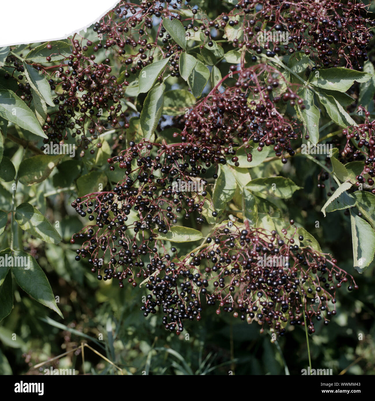 Black elder (Sambucus nigra Stock Photo - Alamy
