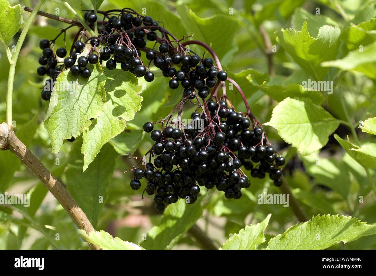 Black elder (Sambucus nigra Stock Photo - Alamy