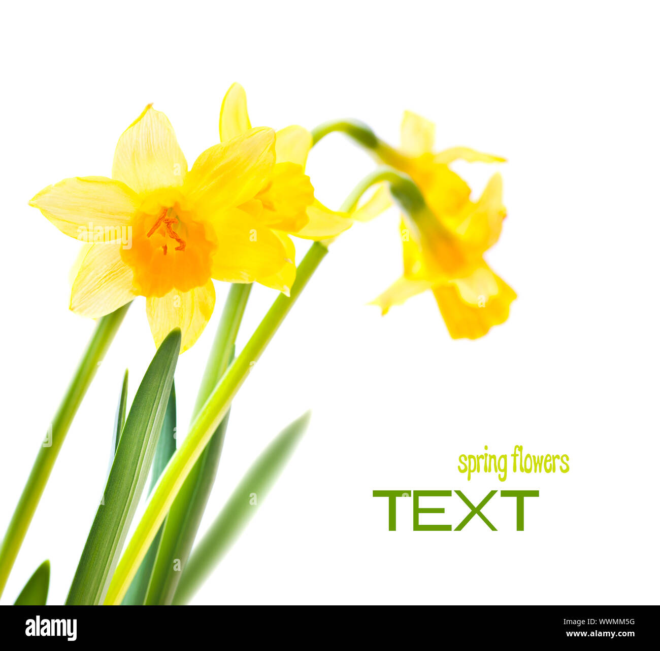 Beautiful spring flower border Cut Out Stock Images & Pictures - Alamy