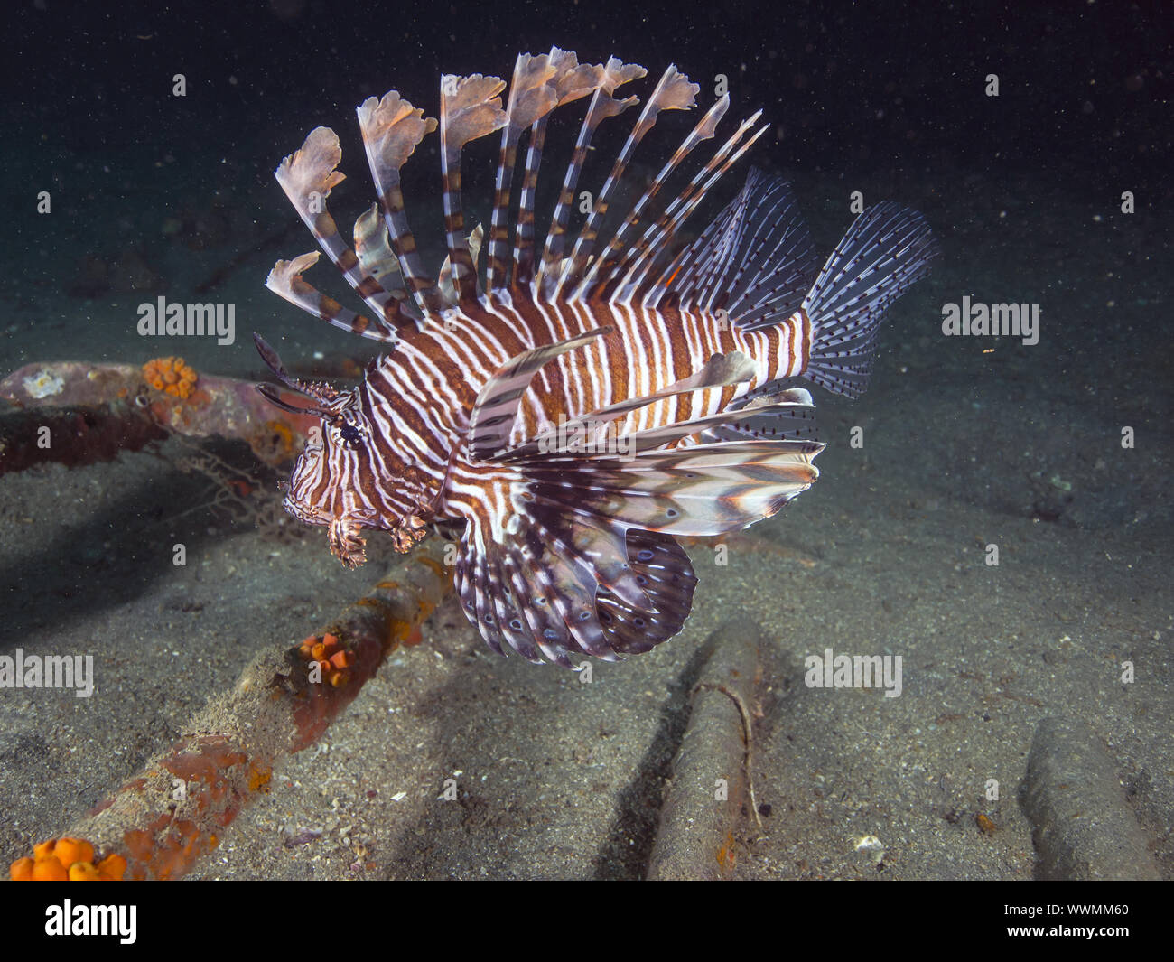 Indian Lionfish High Resolution Stock Photography and Images - Alamy