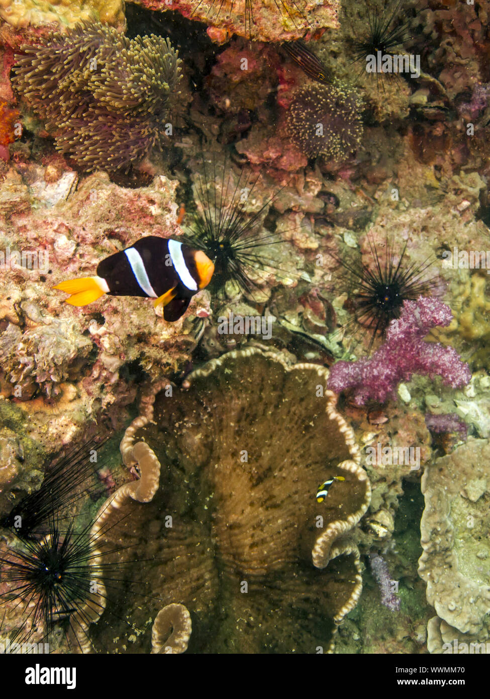Amphiprion clarkii hi-res stock photography and images - Alamy