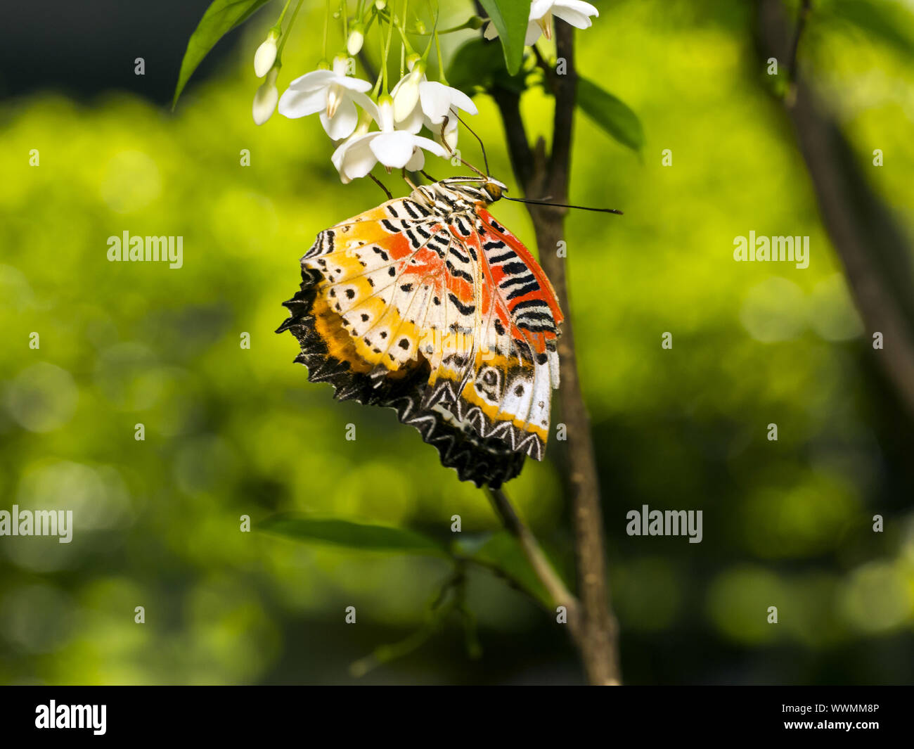 Leopard Lacewing (Cethosia cyane Stock Photo - Alamy