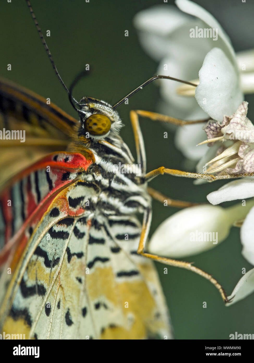 Leopard Lacewing (Cethosia cyane Stock Photo - Alamy
