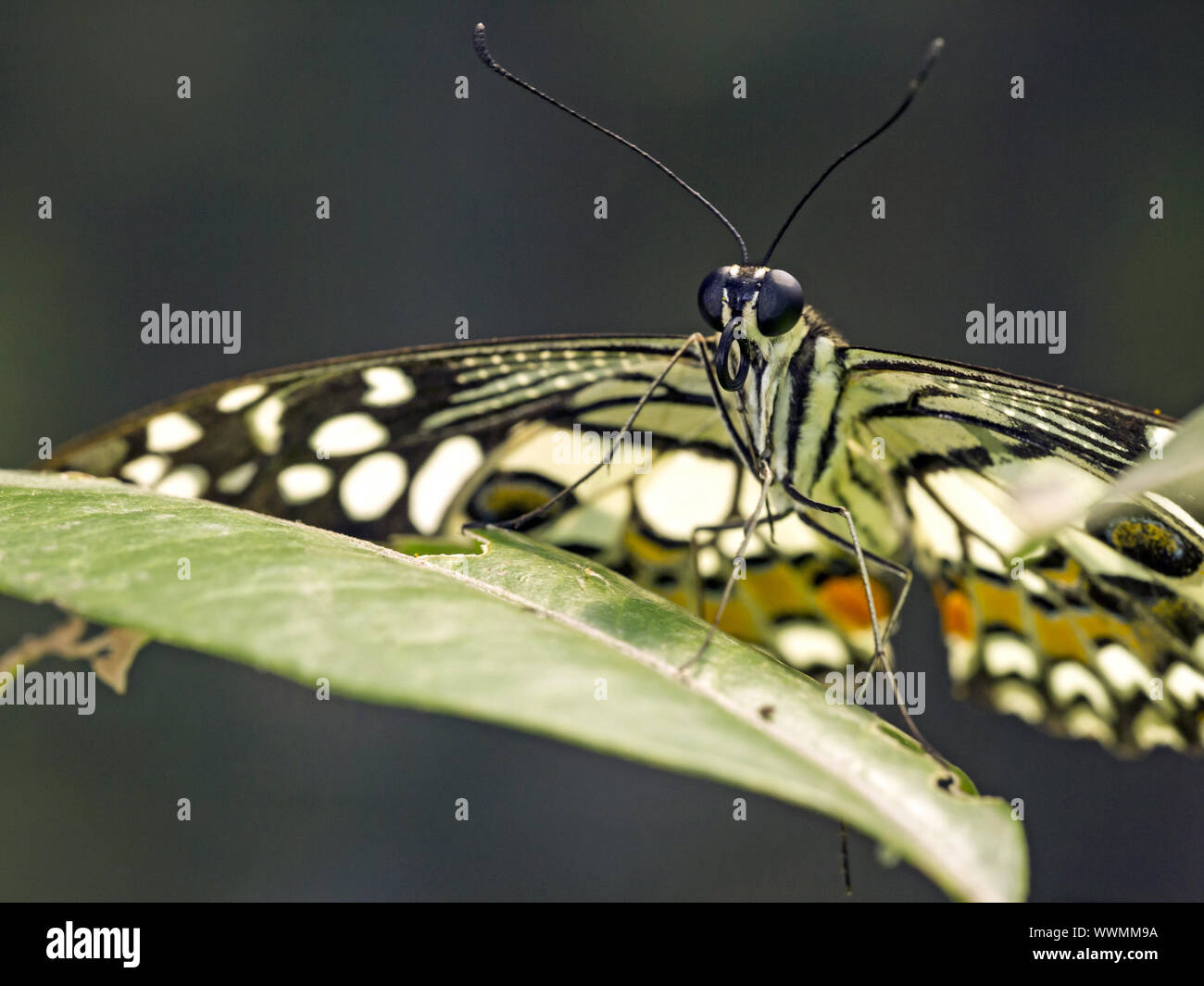 Butterfly portrait hi-res stock photography and images - Alamy