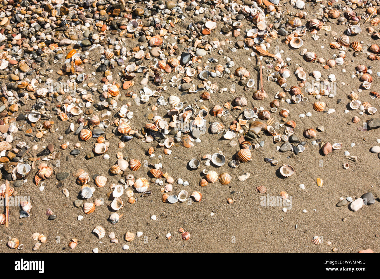 Beach with shells shellfish hi-res stock photography and images - Alamy
