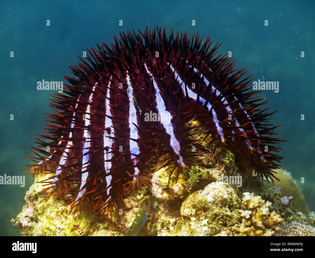 Acanthaster planci hi-res stock photography and images - Alamy