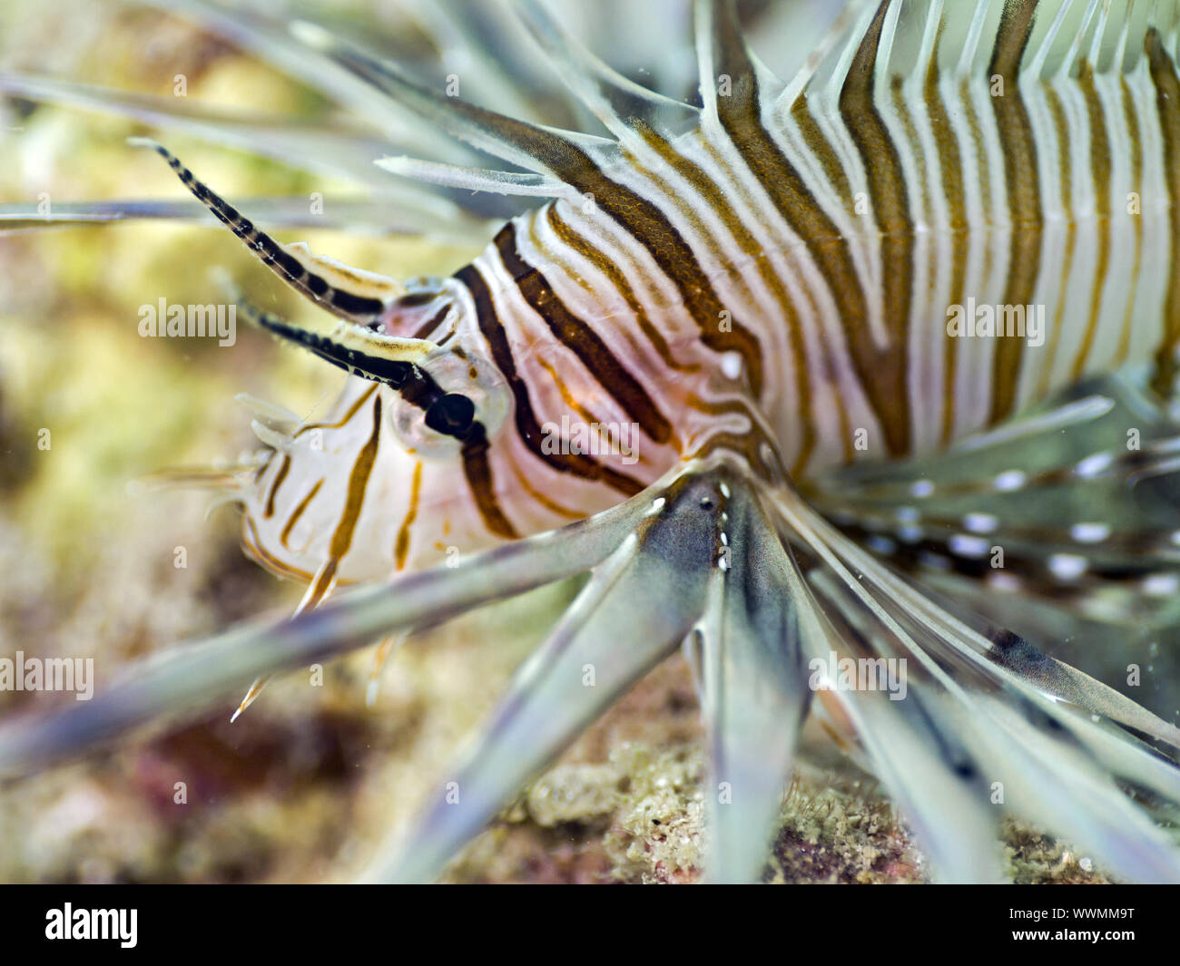 Closeup lionfish hi-res stock photography and images - Alamy
