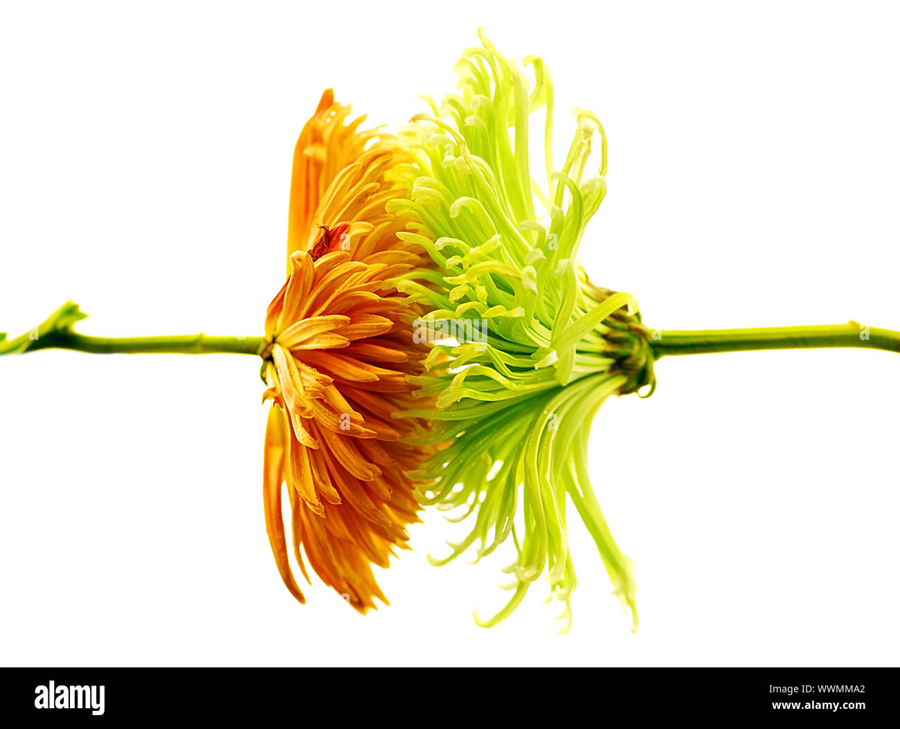 Fresh aster flowers isolated on white background Stock Photo - Alamy