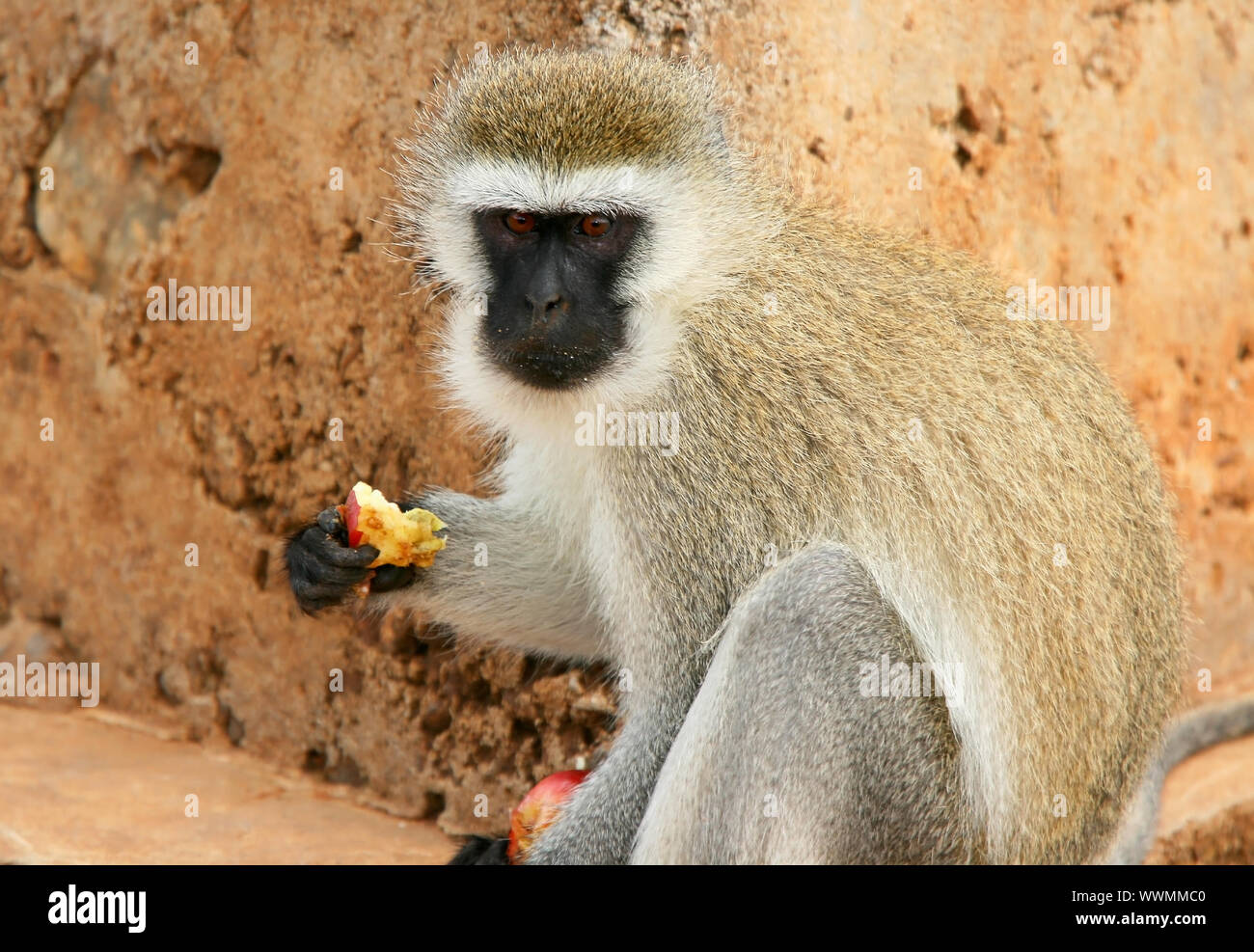 Monkey apple africa hi-res stock photography and images - Alamy