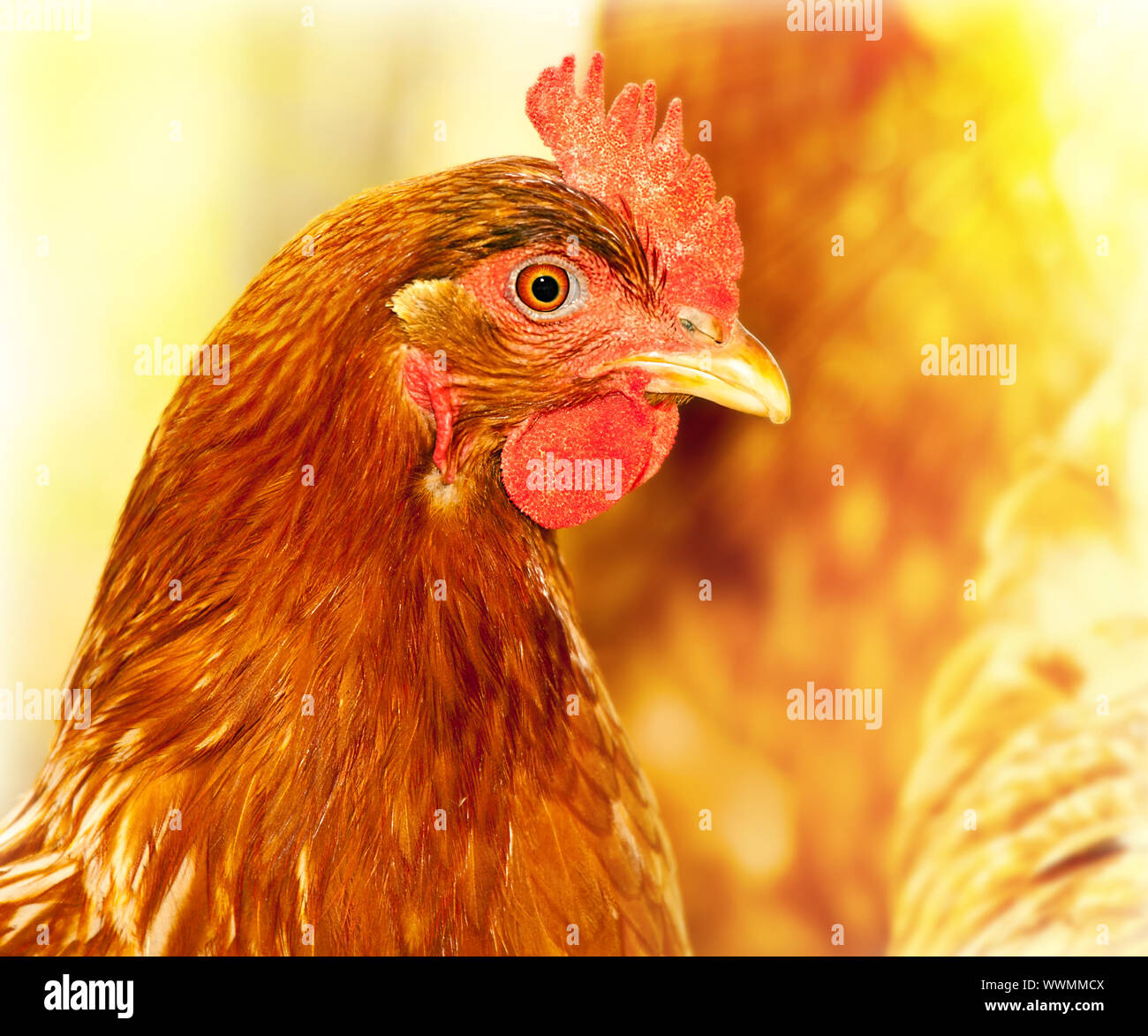 Chicken portrait, brown big bird outdoor, livestock farm land, animal ...