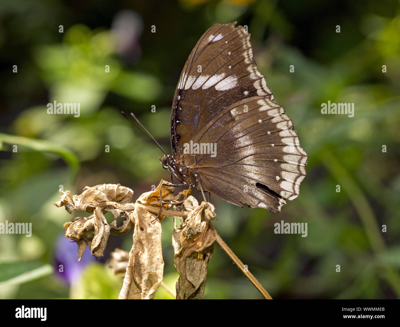 Hypolimnas alimena hi-res stock photography and images - Alamy