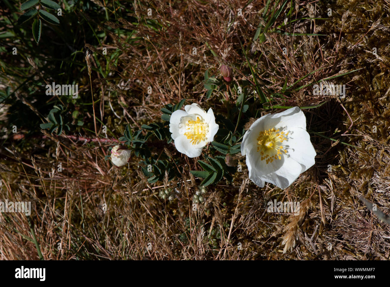 White wild scottish rose hi-res stock photography and images - Alamy