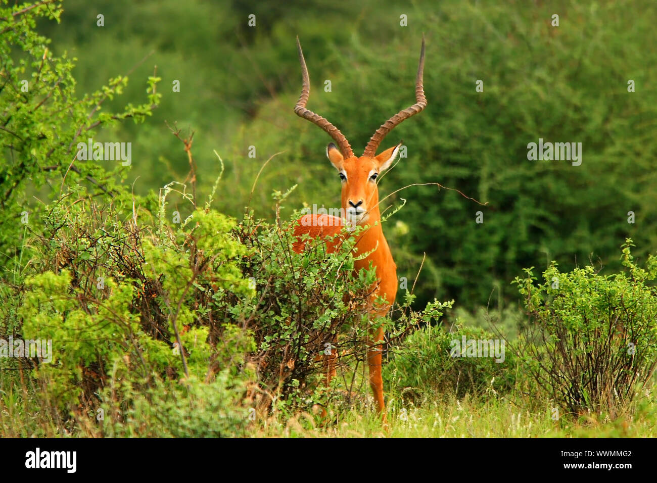 Portrait of male antelope Stock Photo - Alamy