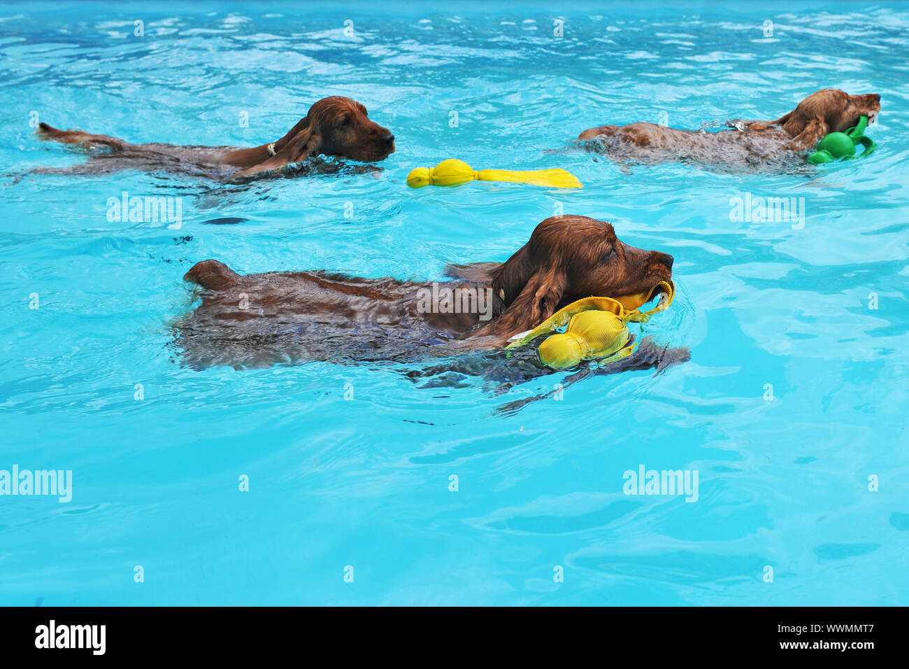 Purebred english cocker swimming hi-res stock photography and images ...