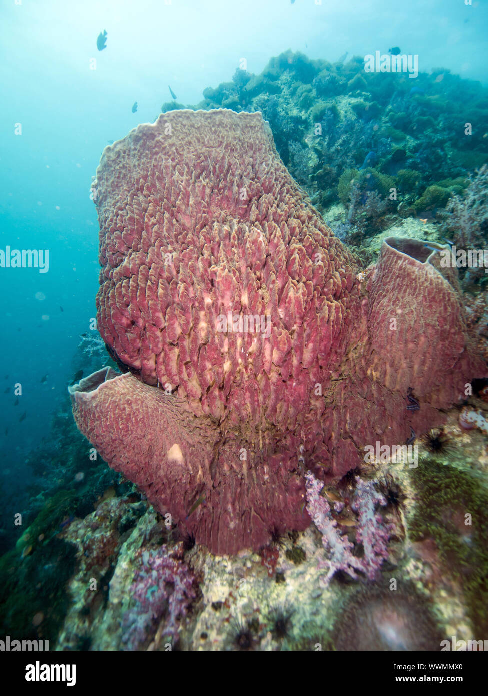 Sponge water hi-res stock photography and images - Alamy