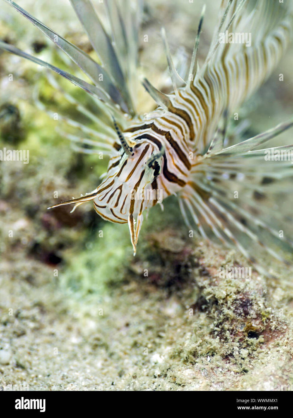 Close up indian lionfish hi-res stock photography and images - Alamy