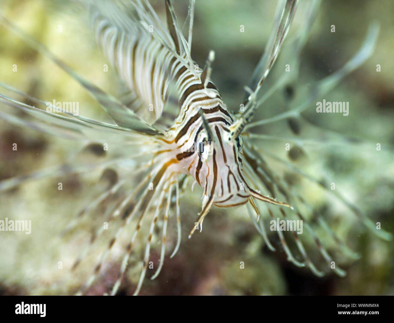 Animal kingdom macro hi-res stock photography and images - Alamy