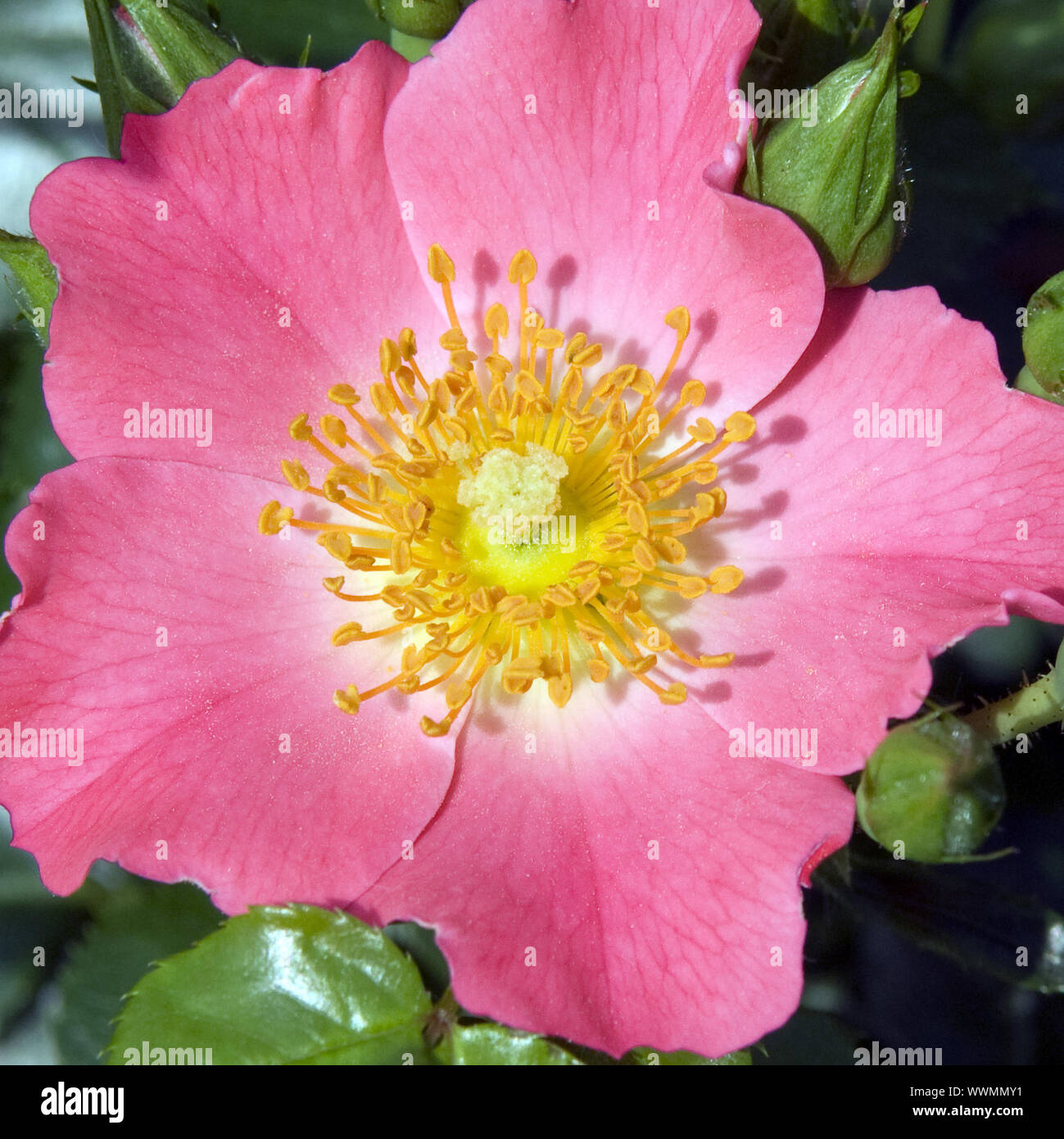 Pink polyantha rose hi-res stock photography and images - Alamy