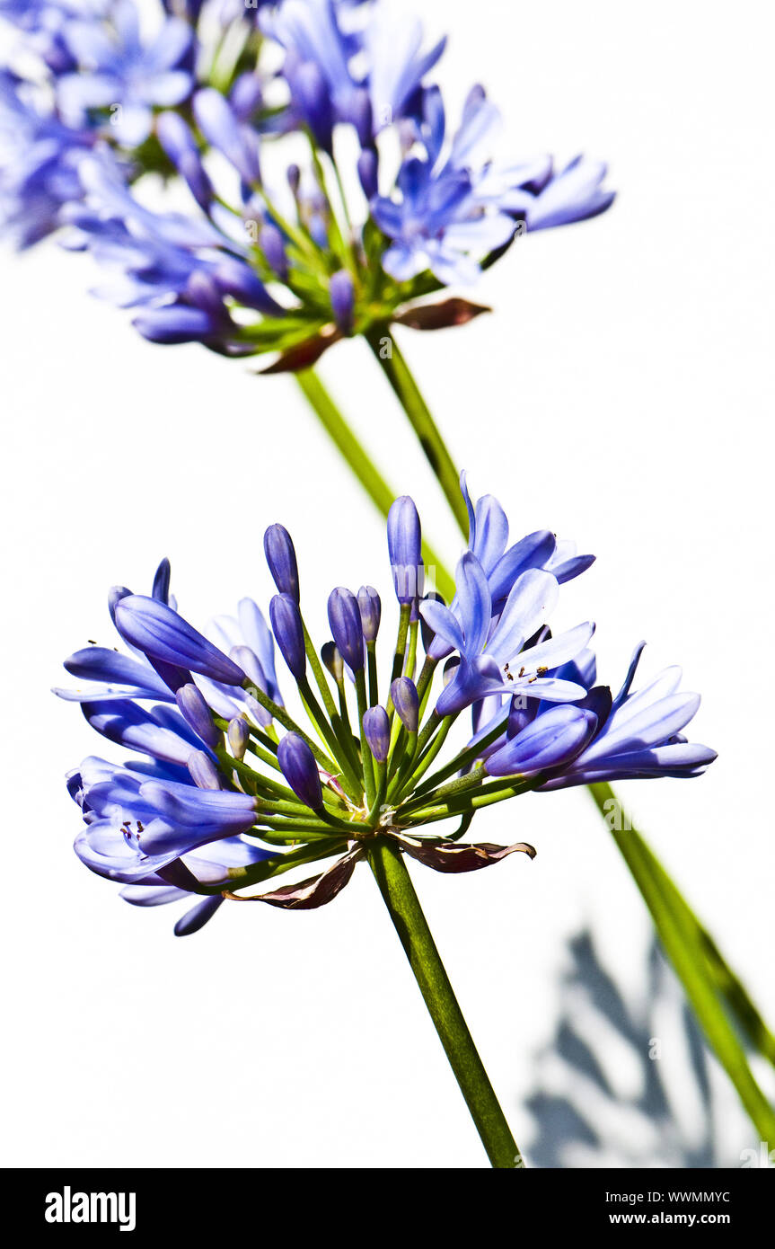 blue ornamental garlic on a white background Stock Photo - Alamy