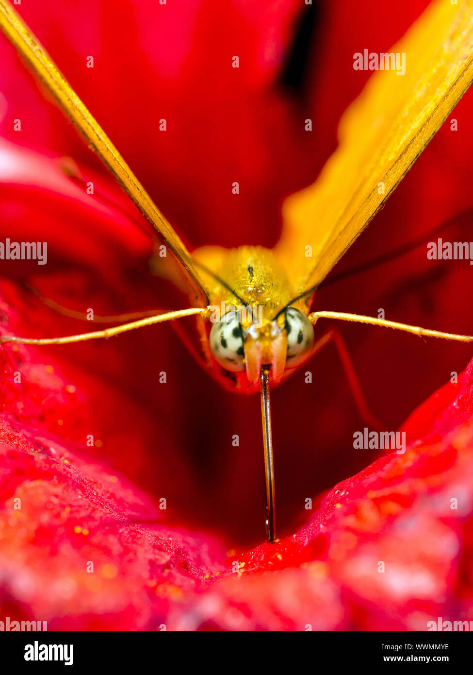 Beautiful butterflies up close hi-res stock photography and images - Alamy