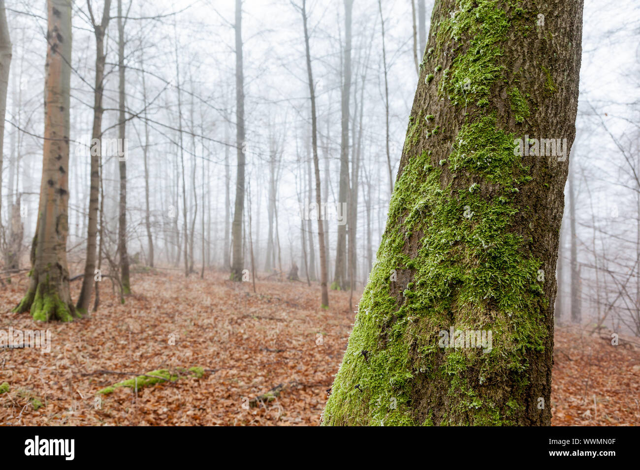 Misty house hi-res stock photography and images - Alamy