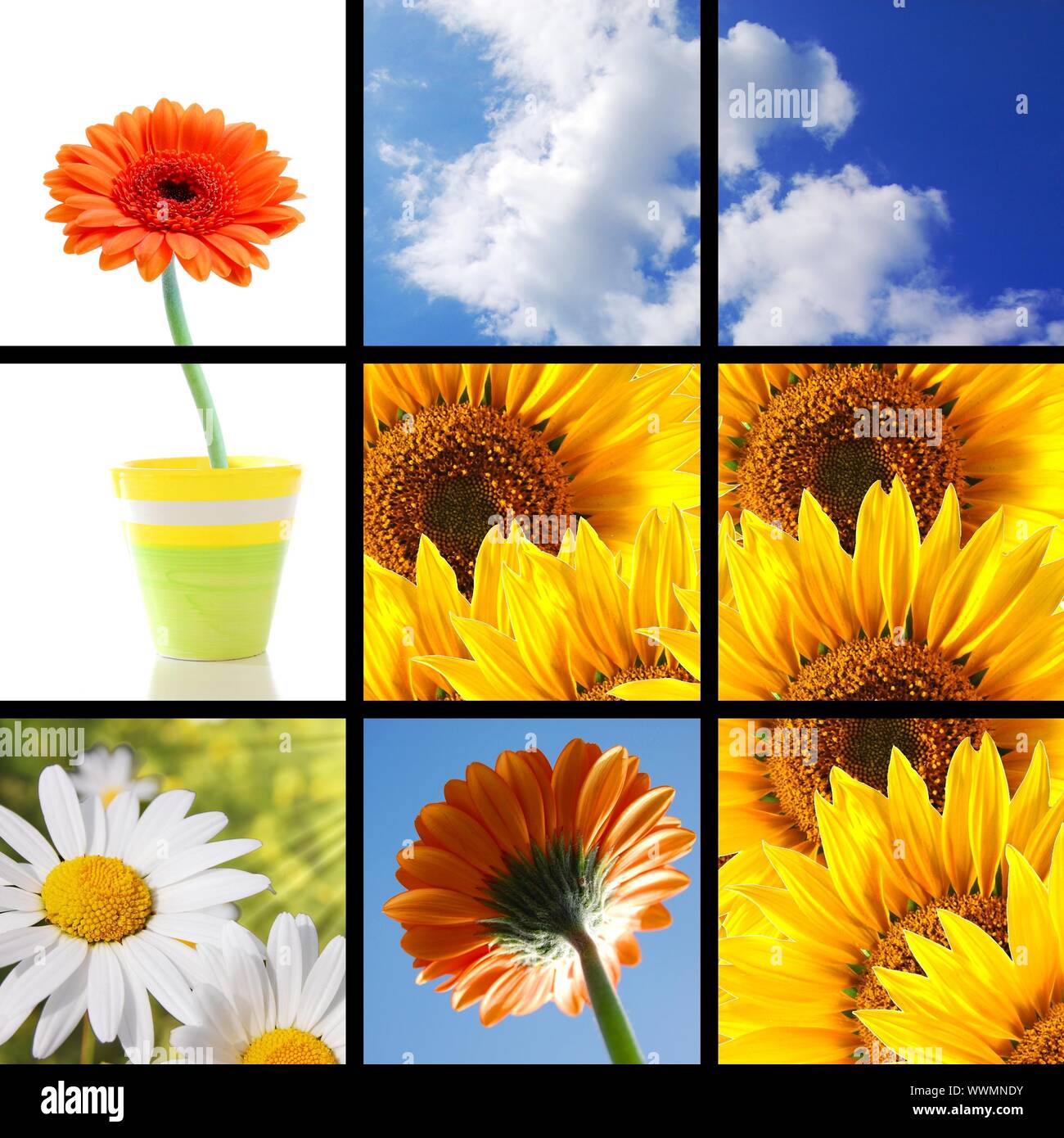 collage or collection of flower images showing summer vacation concept ...
