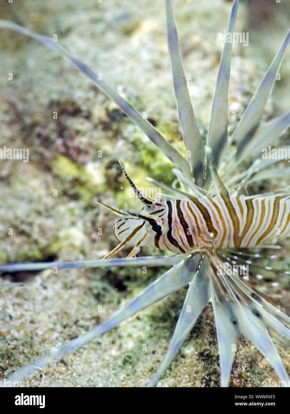 Closeup lionfish hi-res stock photography and images - Alamy
