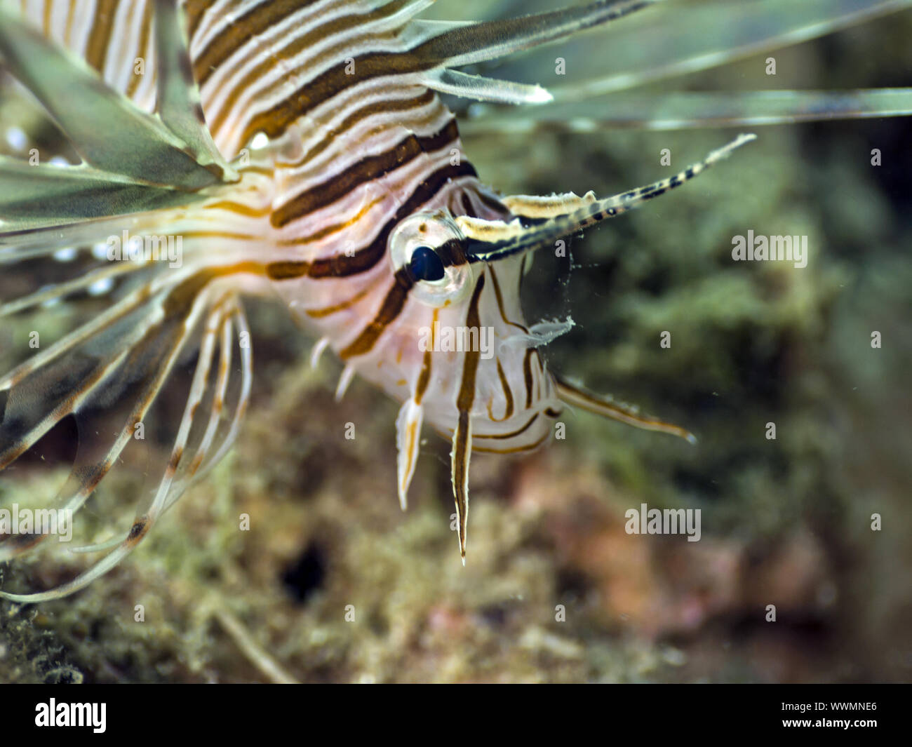 Indian lionfish hi-res stock photography and images - Alamy