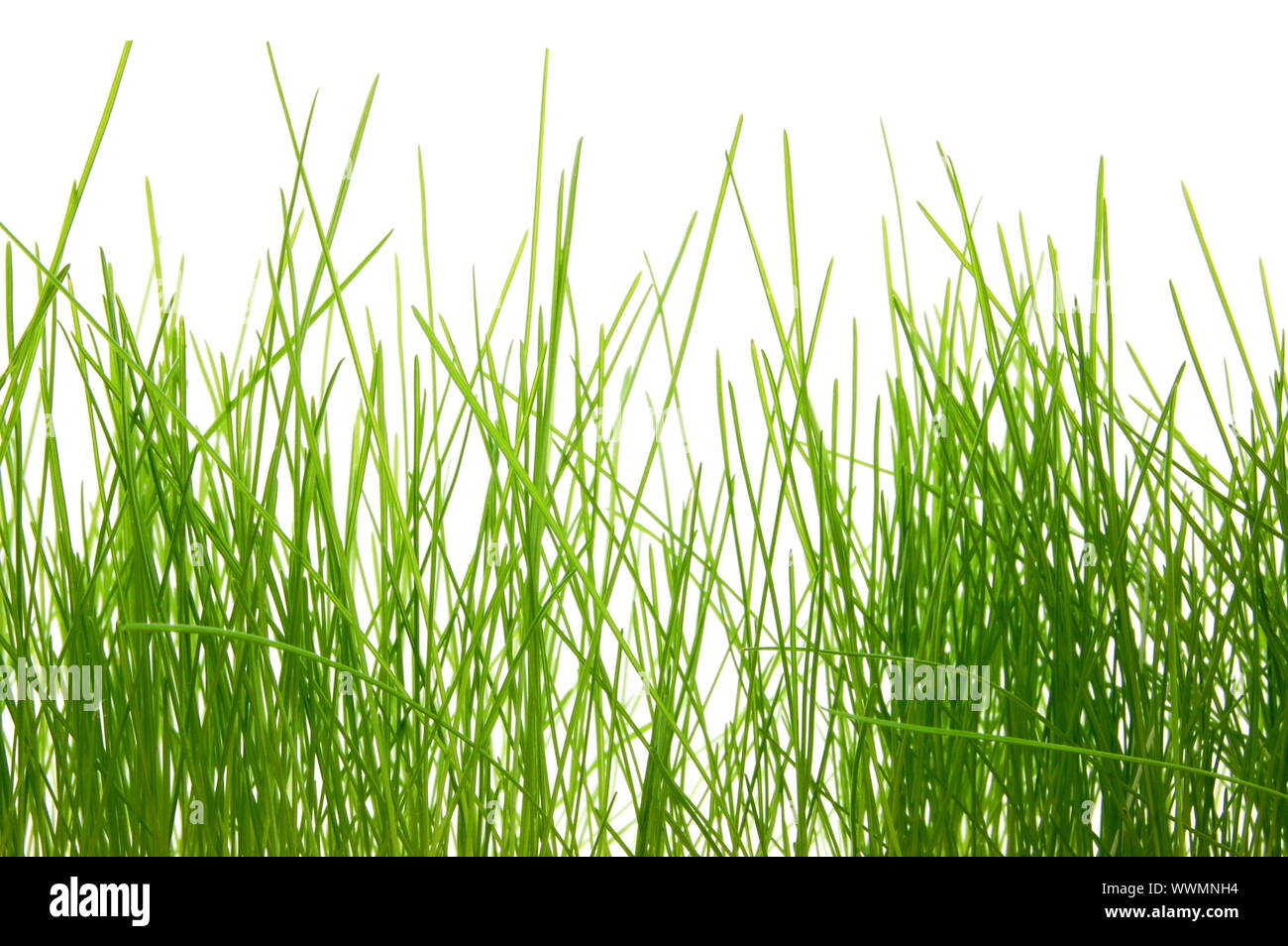 green fresh easter grass isolated on white background Stock Photo - Alamy