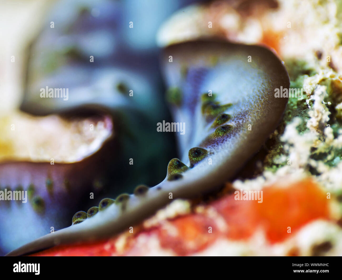 giant clam, Tridacna gigas Stock Photo - Alamy