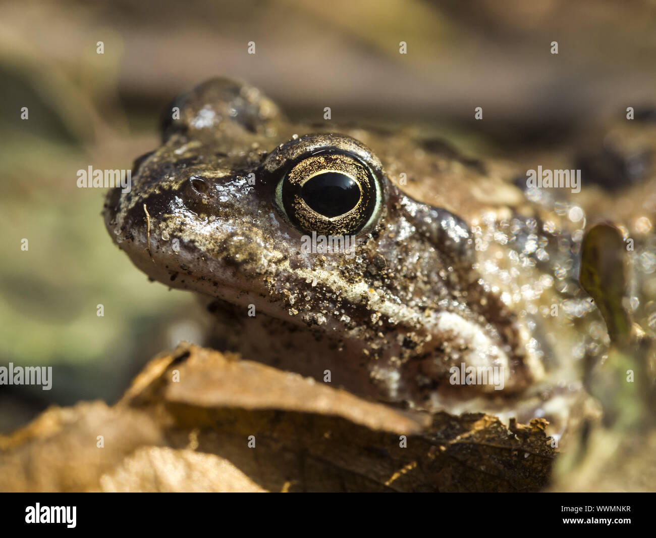 Frog macro hi-res stock photography and images - Alamy