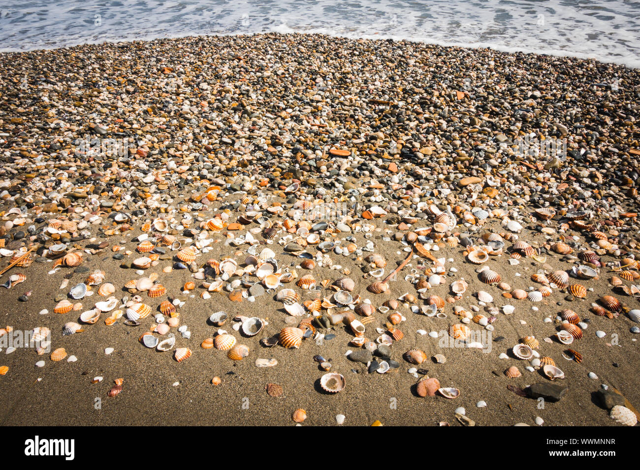 Sea shell sea shells hi-res stock photography and images - Alamy